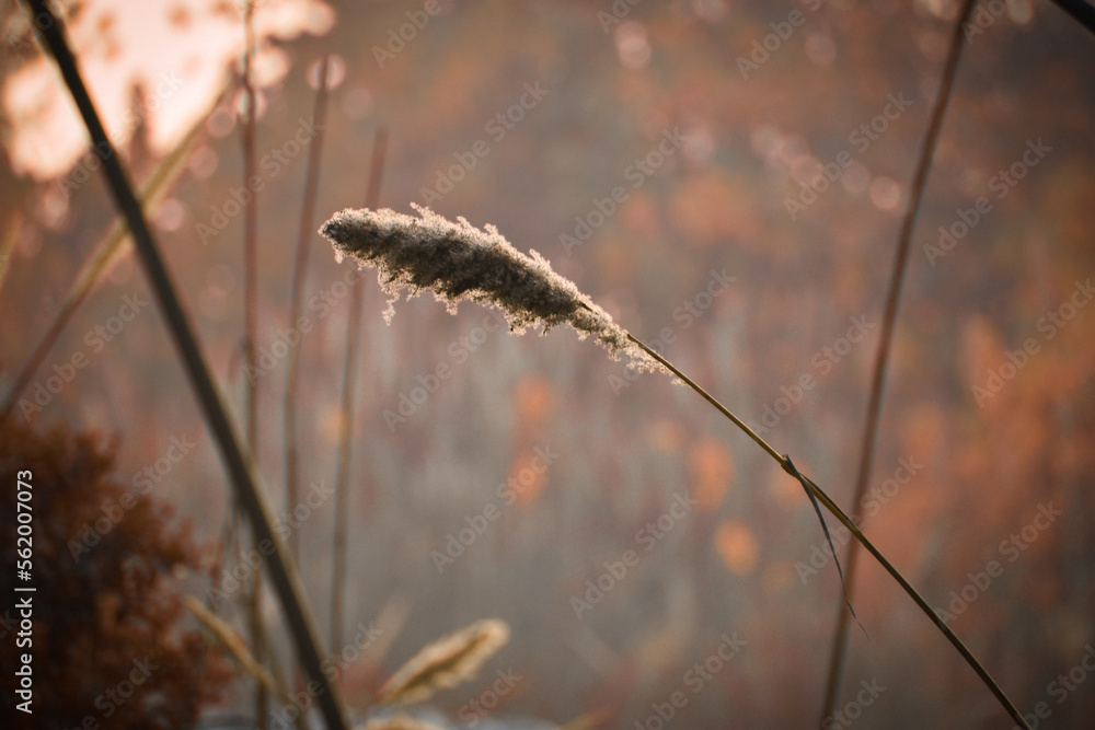 Softhy fluffy white petals of flowering Desho grass, known as ...