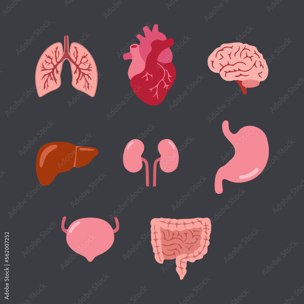 Human body internal organs. Stomach and lungs, kidneys and heart, brain ...