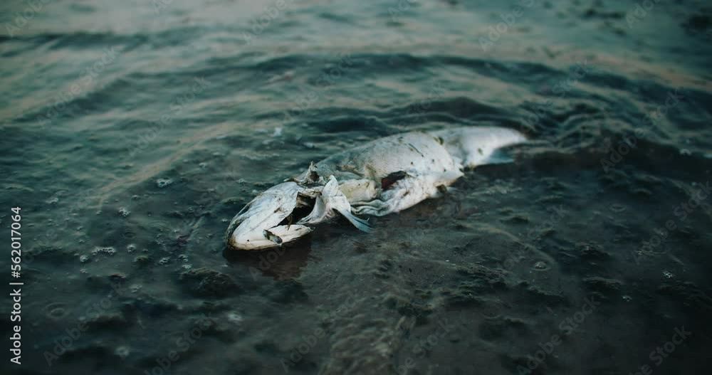 Waves Washing up Dead Fish Carcass onto Beach Shore. Environmental ...