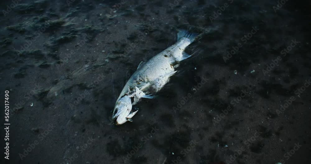 Sea Waves Washing up Dead Fish Carcass onto Shore. Environmental Water ...