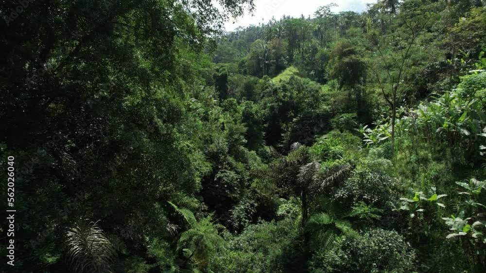 Old canyon overgrown with tropical jungles, aerial shot of central Bali ...