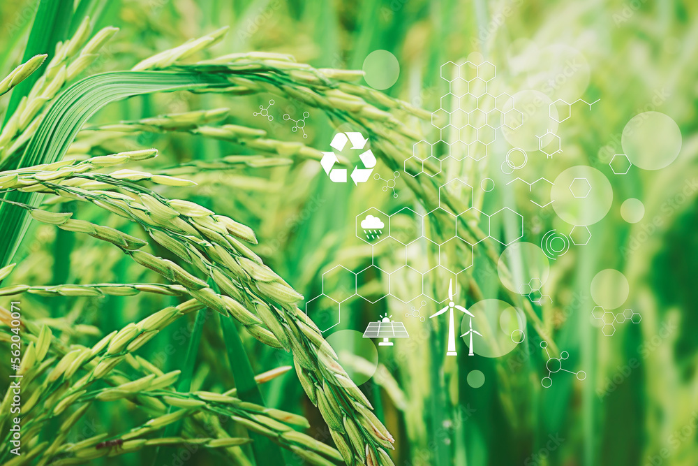 Green rice seedlings in a field planted in the morning sun and high ...