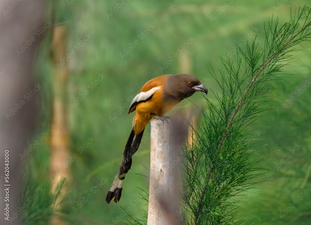 The rufous treepie also known as Harichacha is a treepie, native to the ...