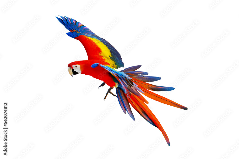 Scarlet macaw parrot flying isolated on transparent background png file ...