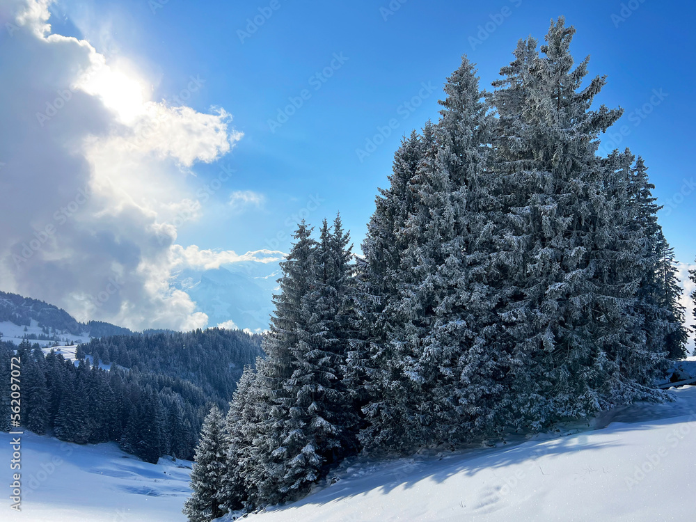 Picturesque canopies of alpine trees in a typical winter atmosphere ...