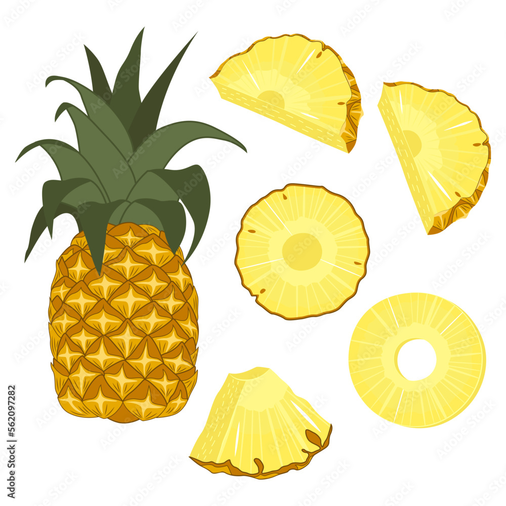 Vector illustration of a set of ripe fresh pineapple, pieces and slices ...