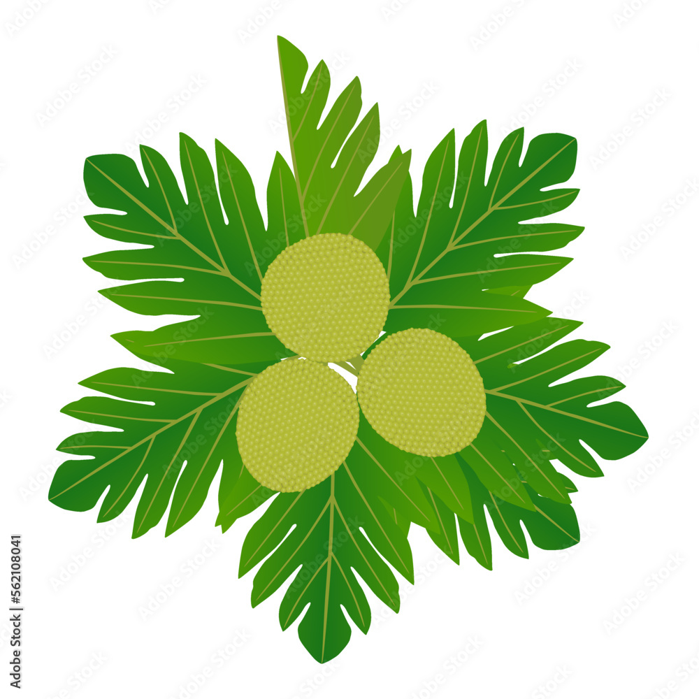 Ripe breadfruit with leaves on a white background. Stock Vector | Adobe ...