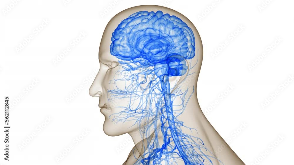 Central Organ of Human Nervous System Brain Anatomy Animation Concept ...