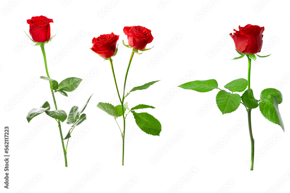 set of roses on transparent background Stock Photo | Adobe Stock
