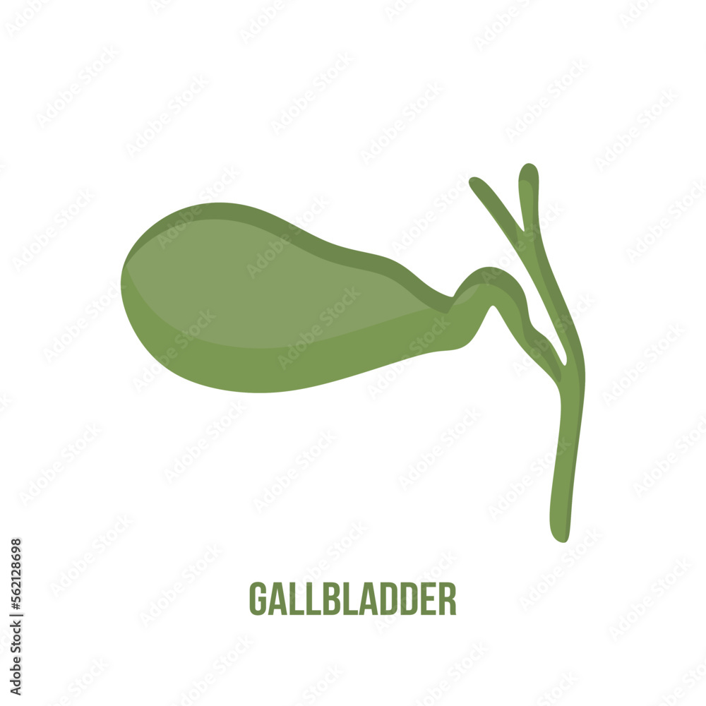 Gallbladder illustration isolated on white background. Gallbladder ...