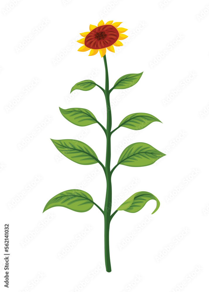 Sunflower growth stage, mature plant. Agriculture plant development ...
