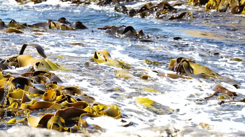 Seaweed and bull kelp growing on rocks in the ocean in australia. Waves ...