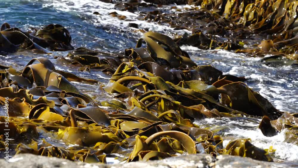 Bull kelp seaweed growing on rocks. Edible sea weed ready to harvest in ...