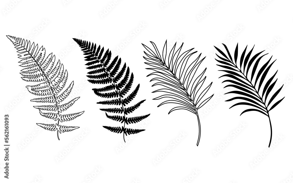 fern, palm tree, fern vector, palmra vector, fern illustration, fern ...