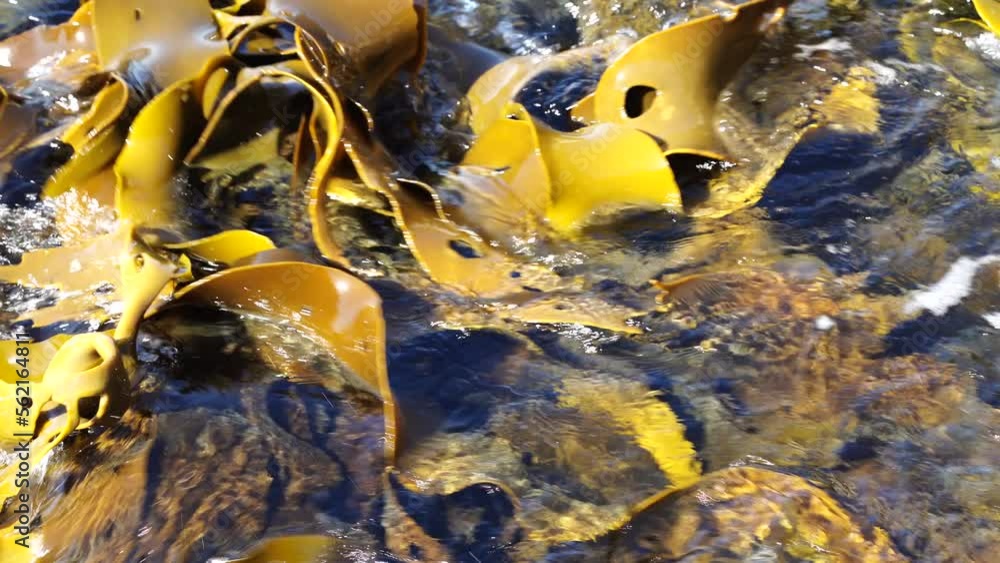 Bull kelp seaweed growing on rocks. Edible sea weed ready to harvest in ...
