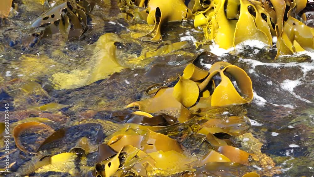 Seaweed and bull kelp growing on rocks in the ocean in australia. Waves ...