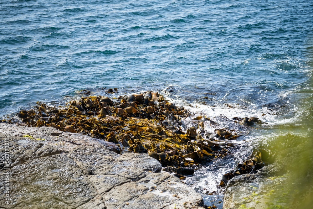 Seaweed and bull kelp growing on rocks in the ocean in australia. Waves ...
