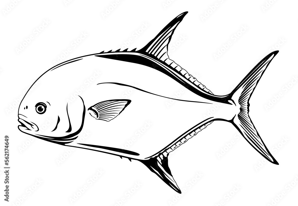Permit fish in side view, realistic sea fish illustration on white ...