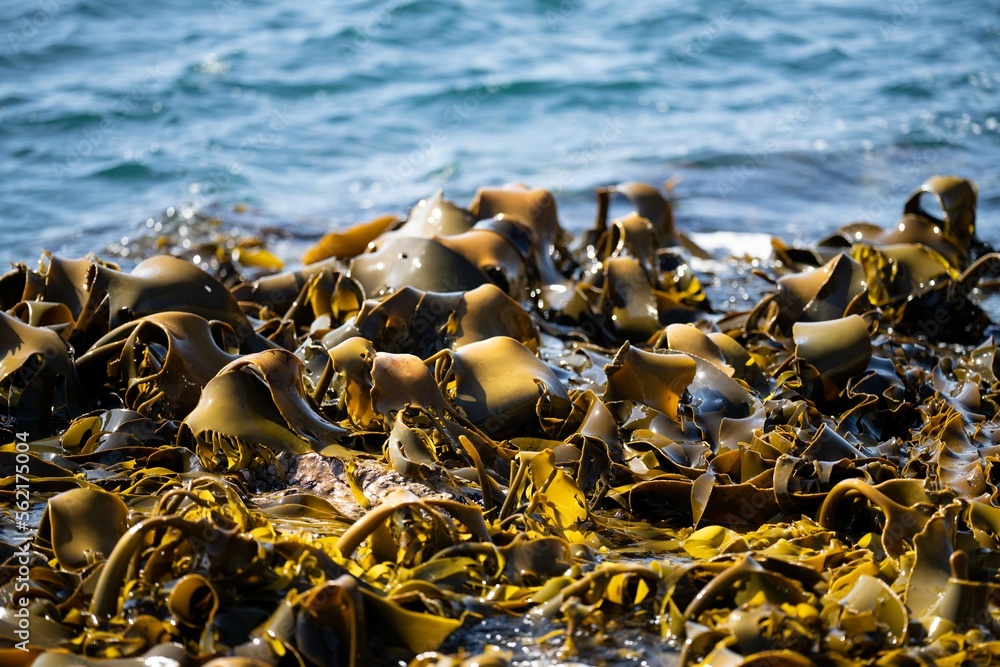 Bull kelp seaweed growing on rocks. Edible sea weed ready to harvest in ...