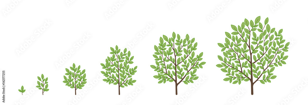 Tree growth stages. Ripening period progression. Tree life cycle plant ...
