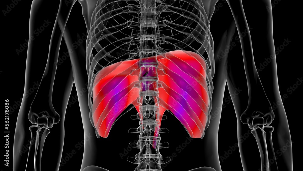 Human diaphragm anatomy for medical concept 3D rendering Stock ...