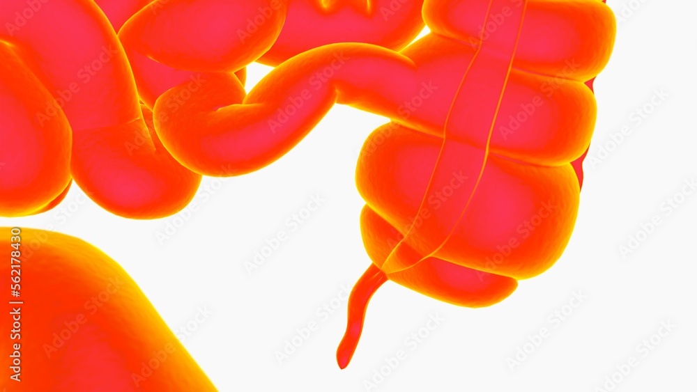 Large intestine appendix anatomy for medical concept 3D Rendering Stock ...