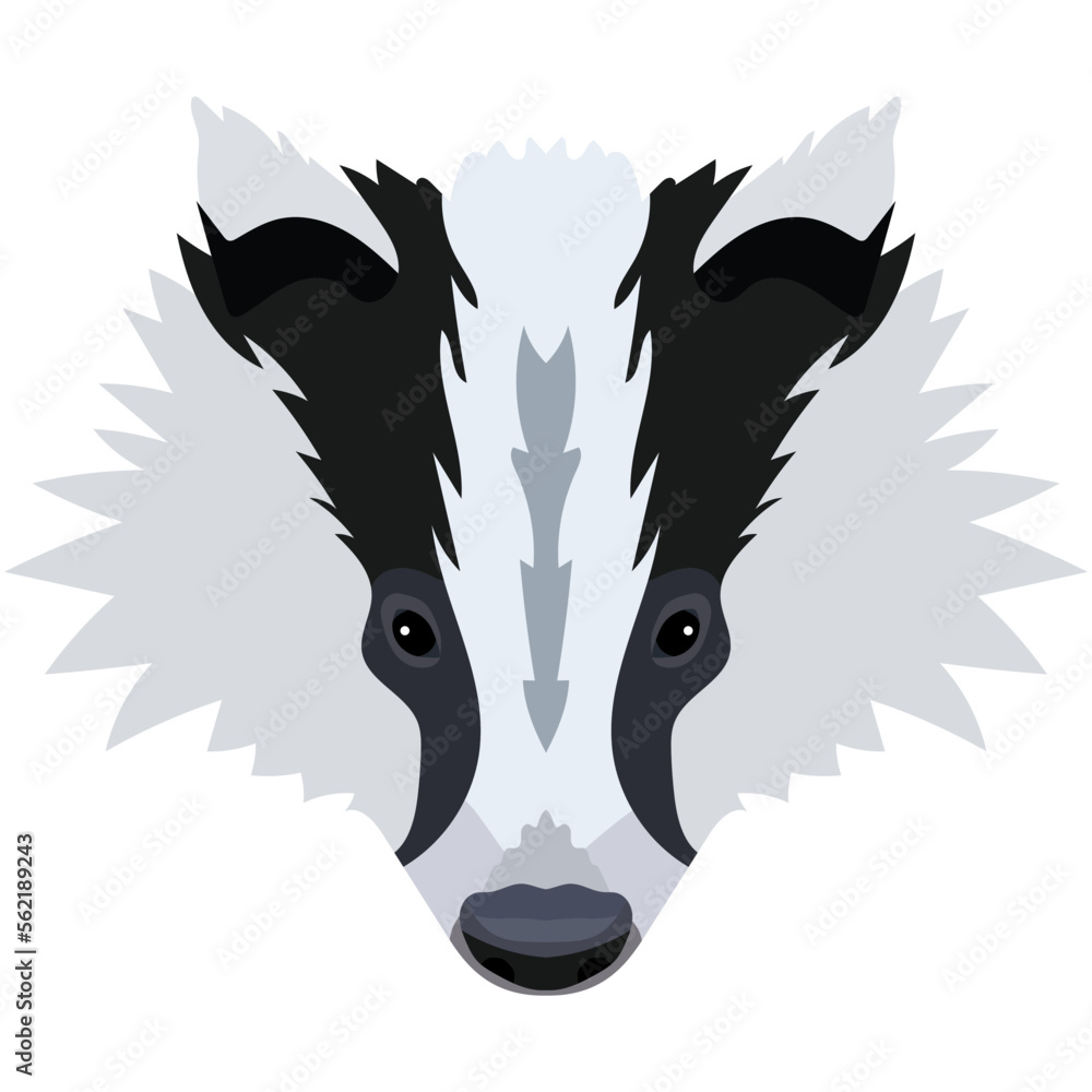 Badger's face. Vector illustration of cute badger Isolated on white ...