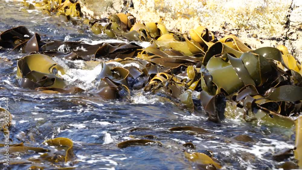 Seaweed and bull kelp growing on rocks in the ocean in australia. Waves ...