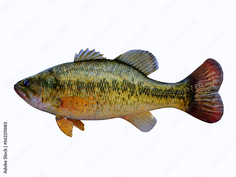 Bass Fish Profile - The Largemouth Bass is a popular freshwater game ...