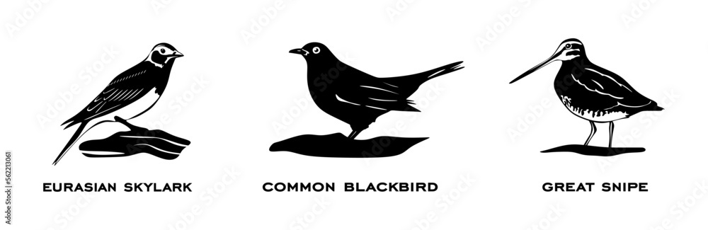 Set of birds. Collection birds. Common blackbird, Great snipe, Eurasian ...