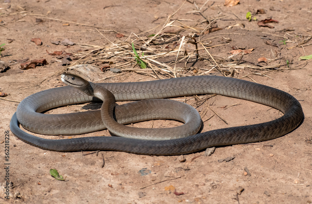 Black Mamba (Dendroaspis polylepis) Stock Photo | Adobe Stock