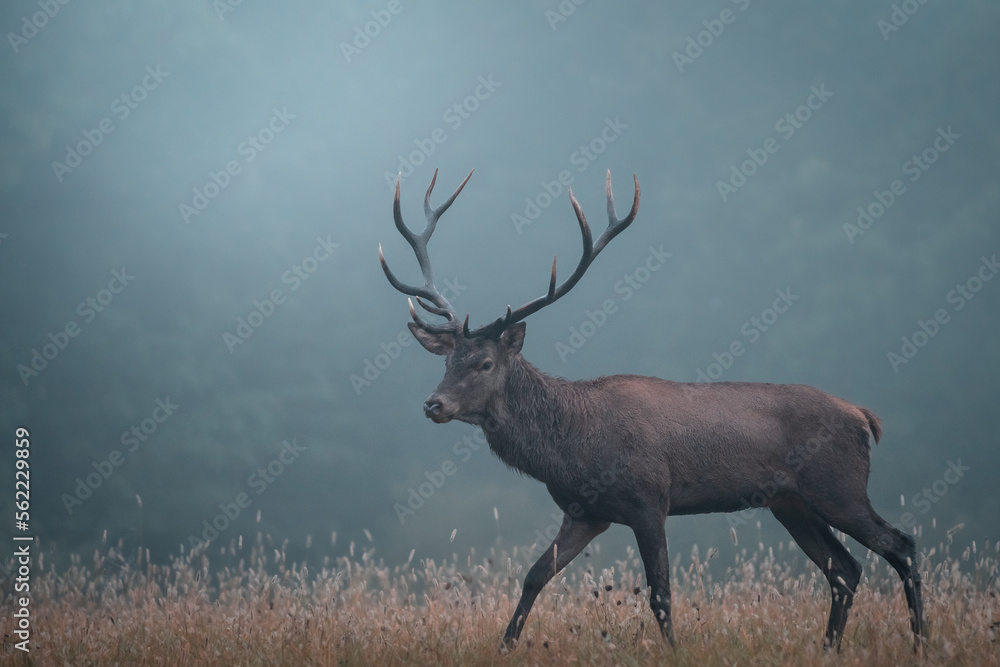 Foto de Wild red deer (cervus elaphus) during rut in wild autumn nature ...