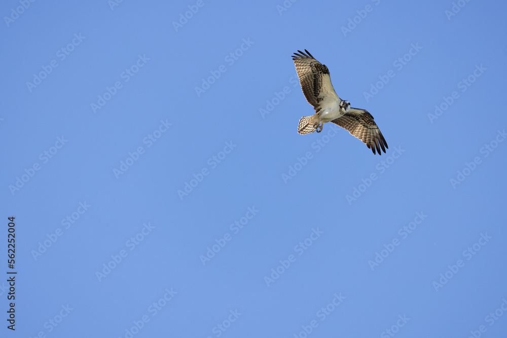 Osprey in flight with full wing span Stock Photo | Adobe Stock