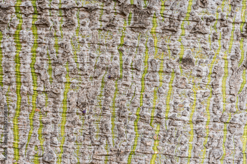 Horizontal texture of the lower bark of the ceiba speciosa tree. Stock ...