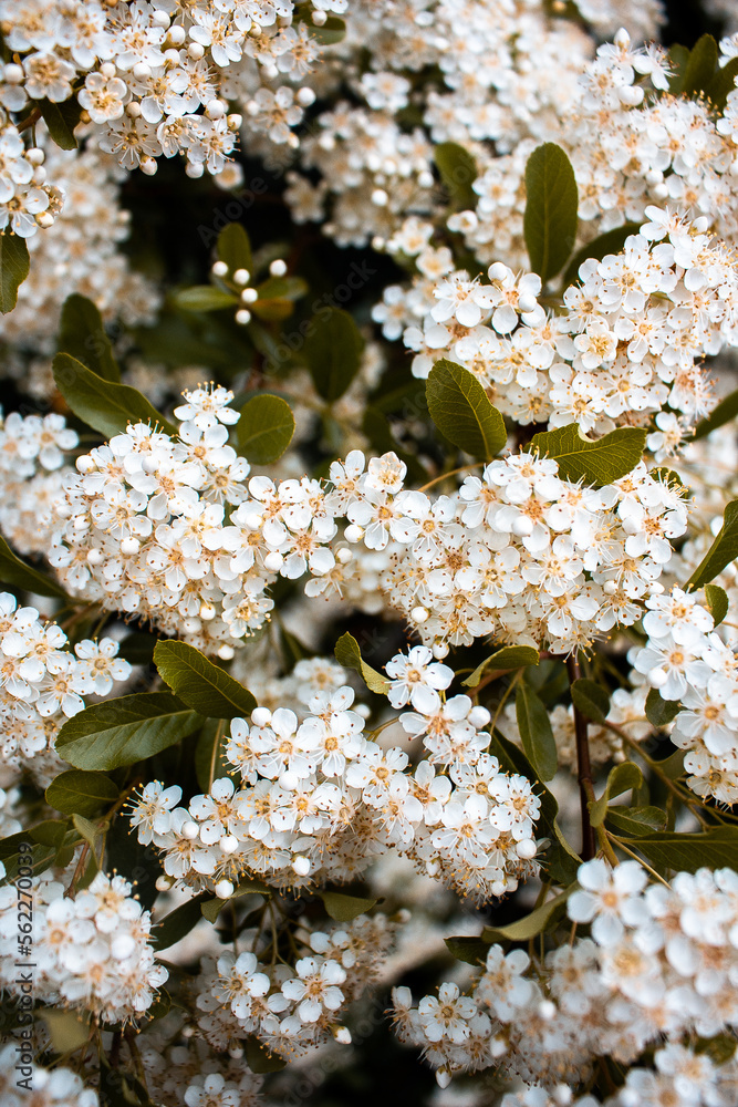 This beautiful photo captures the beauty and charm of the Pyracantha ...