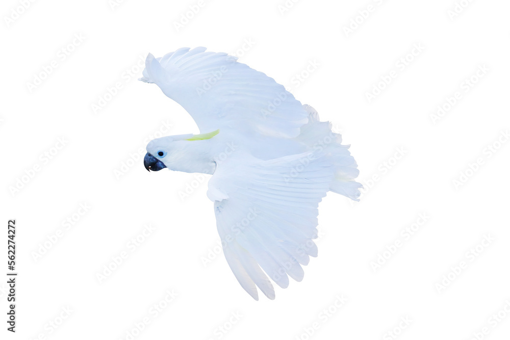Beautiful cockatoo parrot flying isolated on transparent background png ...