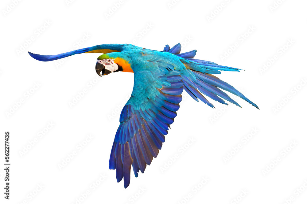 Colorful Macaw parrot flying isolated on transparent background png ...