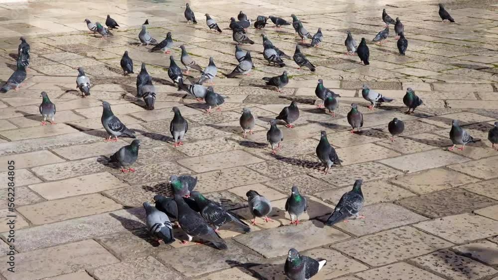 Vídeo do Stock: Flock of feral pigeons looking and fighting for food on ...