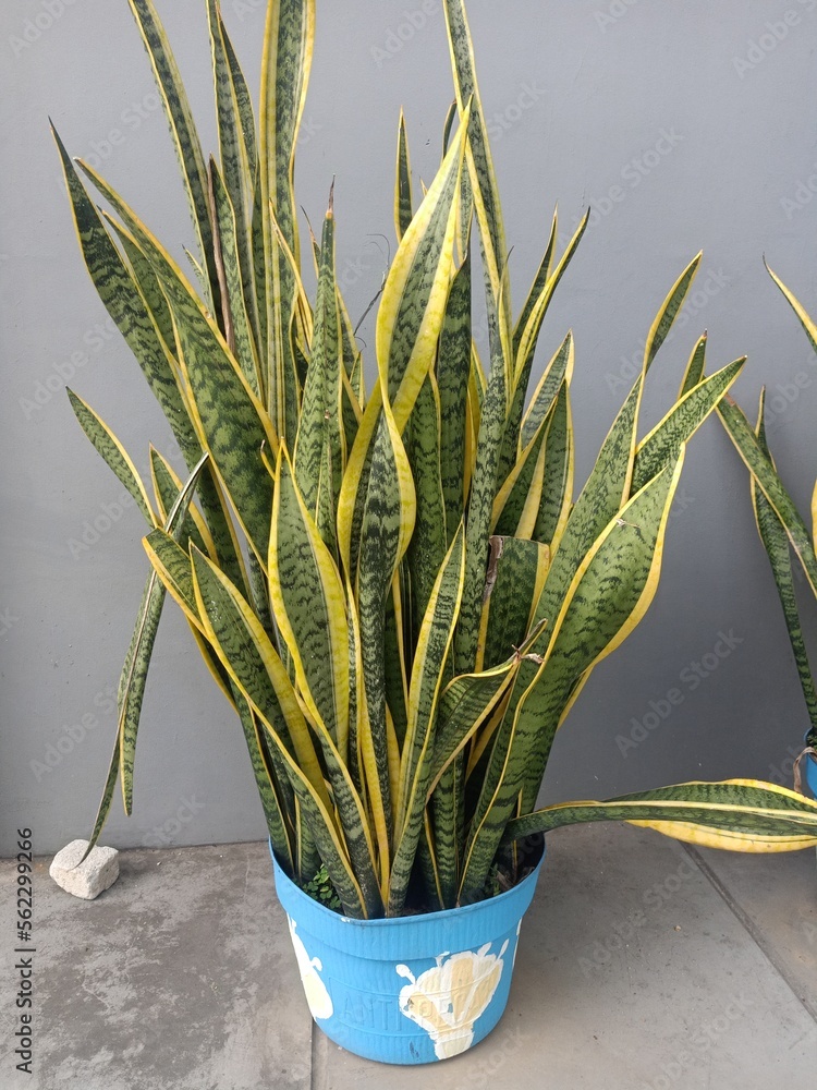Snake plant can be considered part house plant and part architectural ...