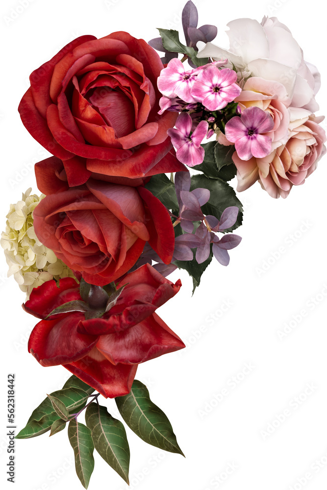 Red roses isolated on a transparent background. Png file. Floral ...