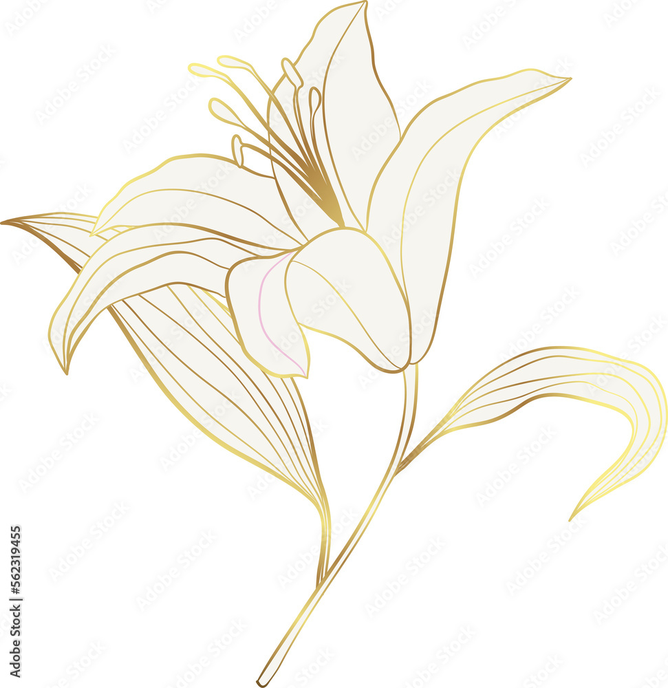 Lily flower golden line art Stock Illustration | Adobe Stock