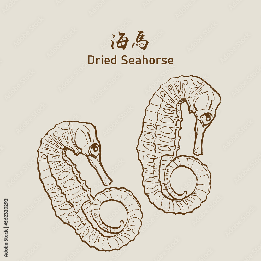 Kellogg’s Seahorse, Dried longsnout seahorse (Hippocampus reidi) also ...
