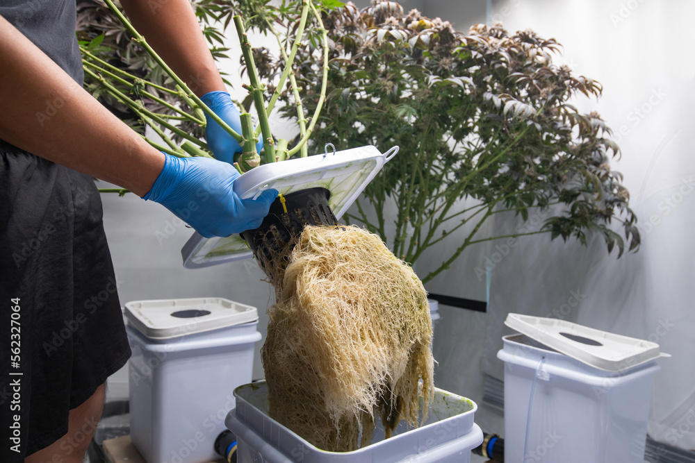 Farmer showing Cannabis roots glowing in hydroponic system, cultivation ...