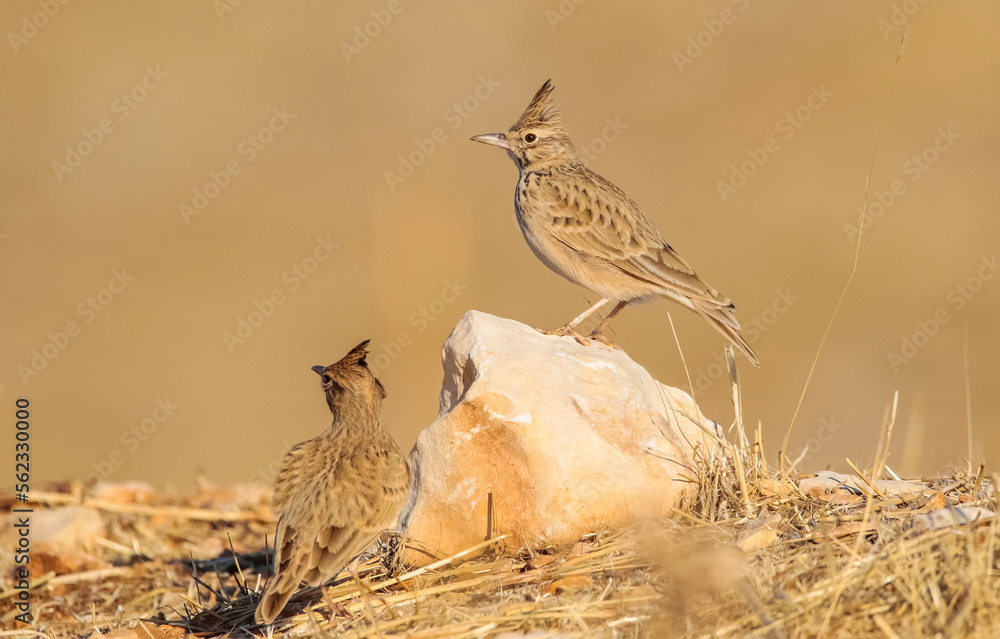 Crested Lark (Galerida cristata) is a songbird. It is a common and ...