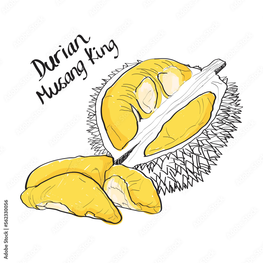 Durian fruit musang king hand drawn isolated sketch illustration vector ...