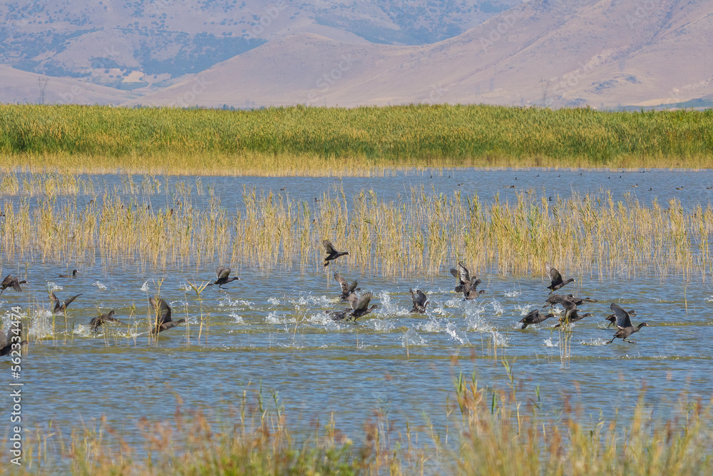 There are 301 different bird species in the Sultan Reeds in Kayseri ...