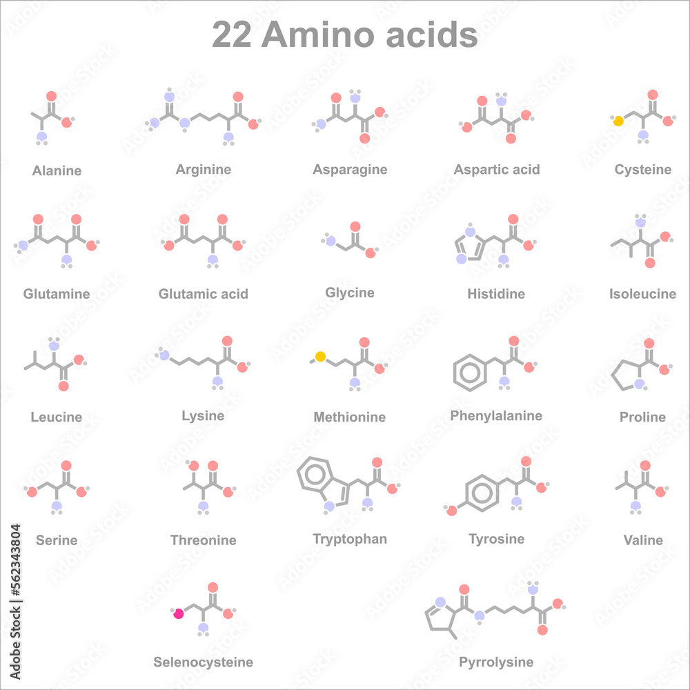 Chart with simplified icons of 20 standard amino acids and two ... Chart with simplified icons of 20 standard amino acids and two ...