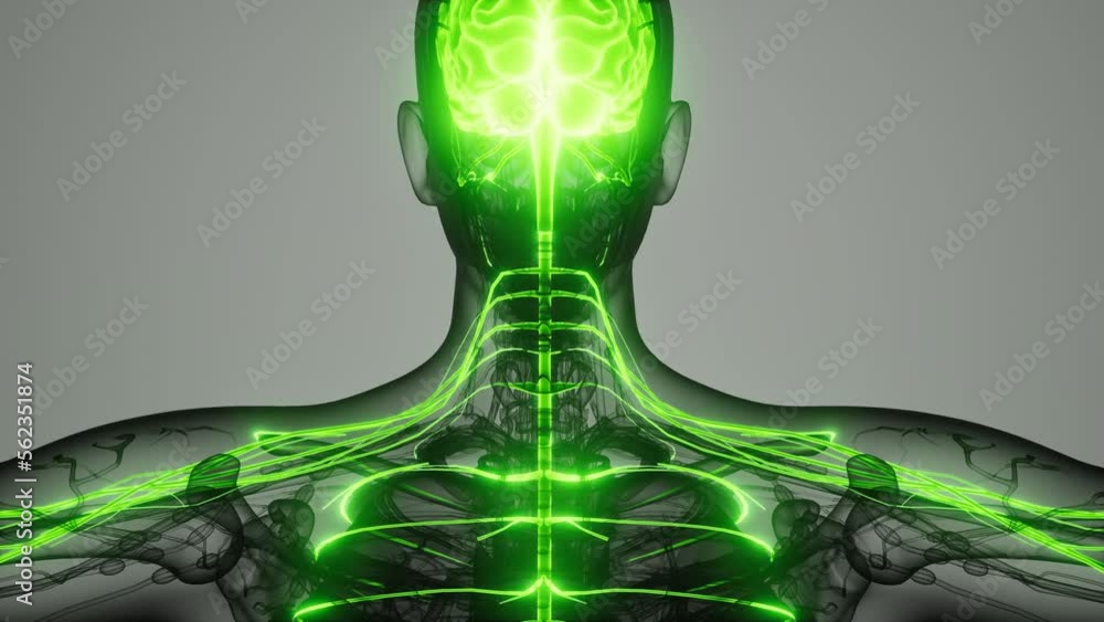 Central Organ Of Human Nervous System Brain Anatomy Animation Concept ...