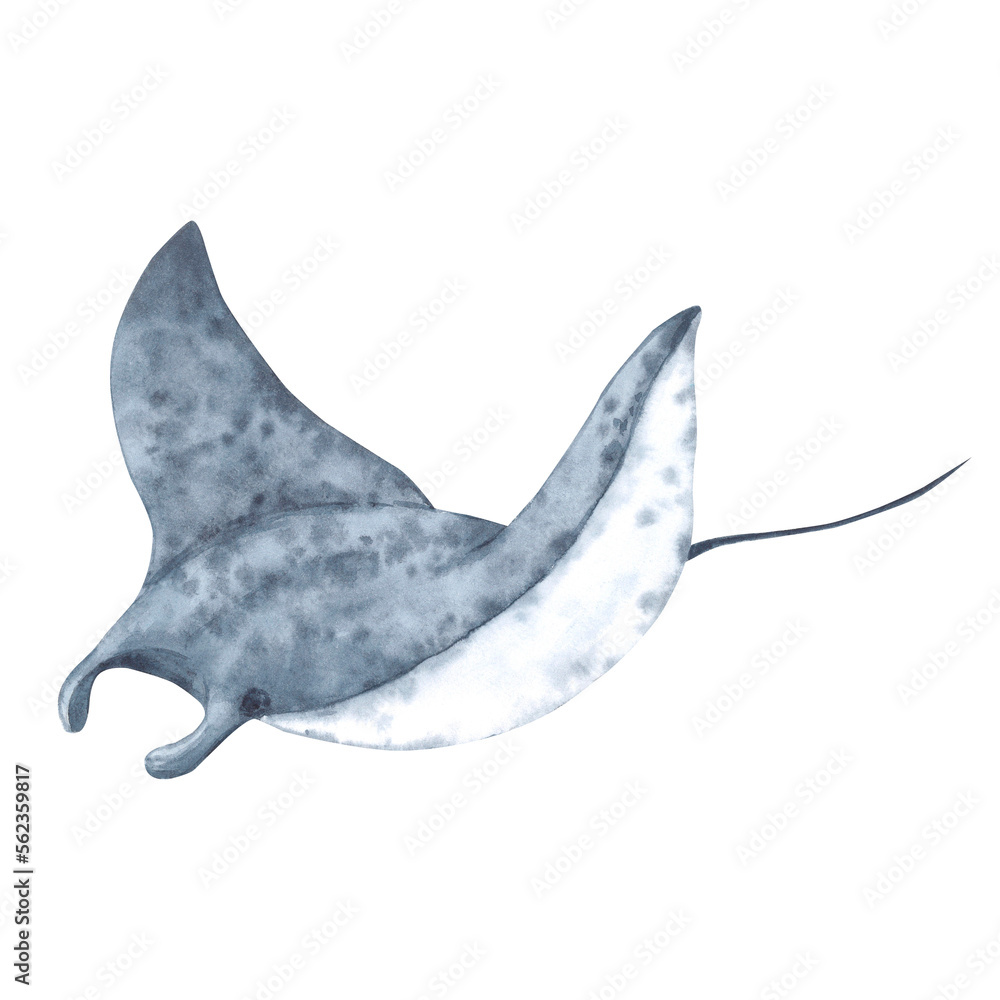 Spotted manta ray, underwater creature, sea devil, side view. Hand ...