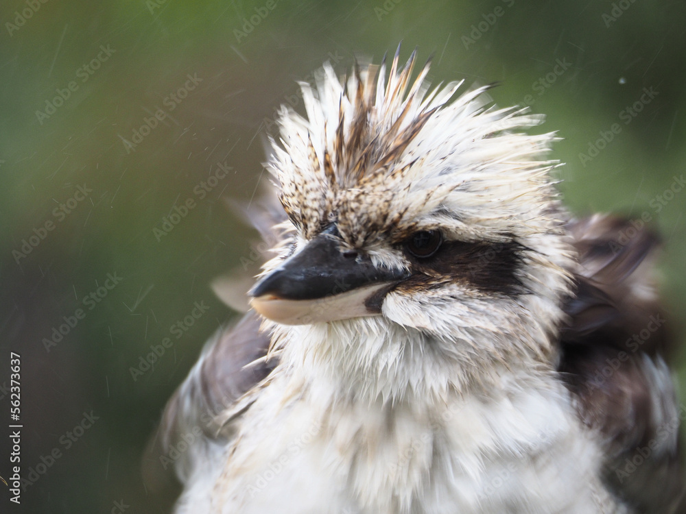 Foto de Wet Native Australian Kookaburra, wet feathers. Shaking the ...
